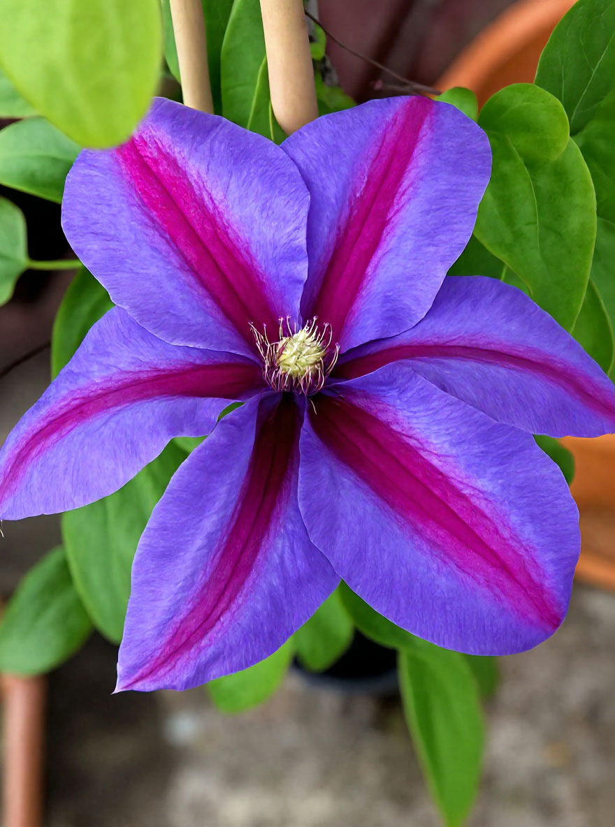 Waldrebe 'Mrs N. Thompson' kaufen