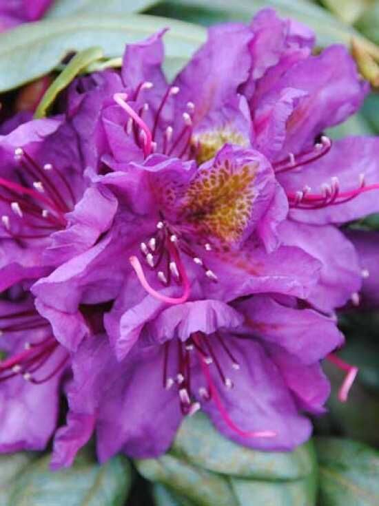 Rhododendron 'Marcel Menard' kaufen