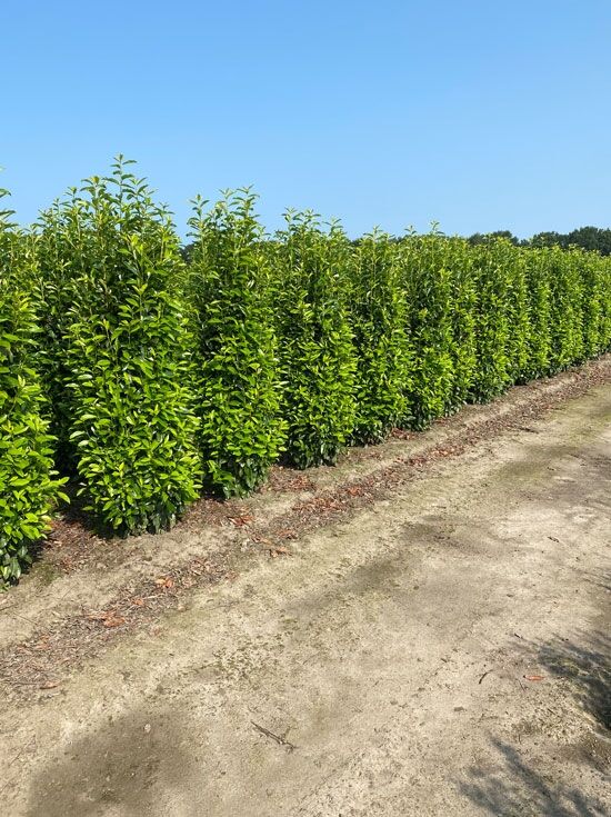 Kirschlorbeer 'Genolia' / Prunus laurocerasus 'Genolia' kaufen