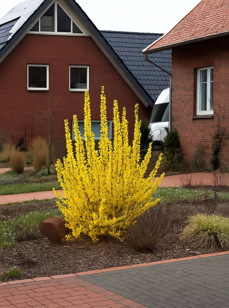 Forsythie 'Mindor' / Forsythia intermedia 'Mindor' kaufen