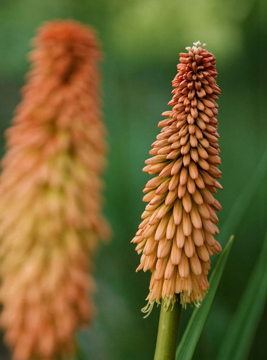 Garten-Fackellilie, Tritome 'Vincent Lepage'