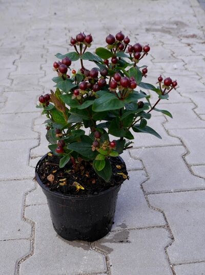 Johanniskraut 'Magical Black' kaufen