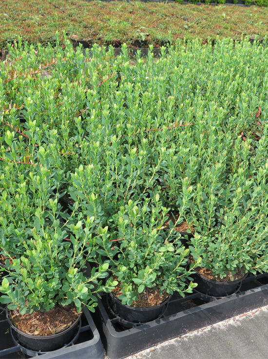 Moorbeere / Vaccinium uliginosum kaufen