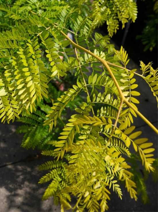 Gold-Gleditschie / Gleditsia triacanthos 'Sunburst' kaufen