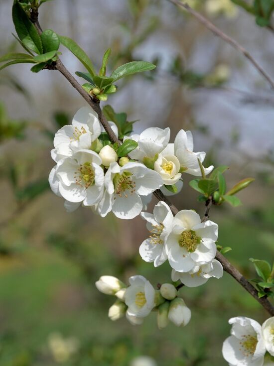 Scheinquitte / Japanische Zierquitte 'Nivalis' kaufen