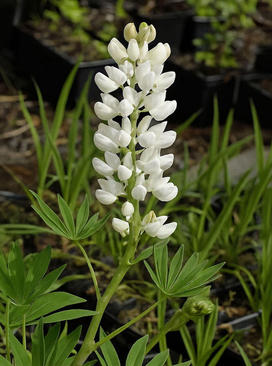 Garten-Lupine 'Noble Maiden' / Lupinus 'Noble Maiden' kaufen