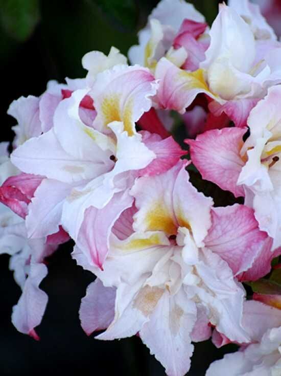 Laubabwerfende Azalee 'Jack A. Sand' / Azalea 'Jack A. Sand'