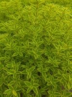 Liguster / Ligustrum günstig in Top-Baumschulqualität kaufen