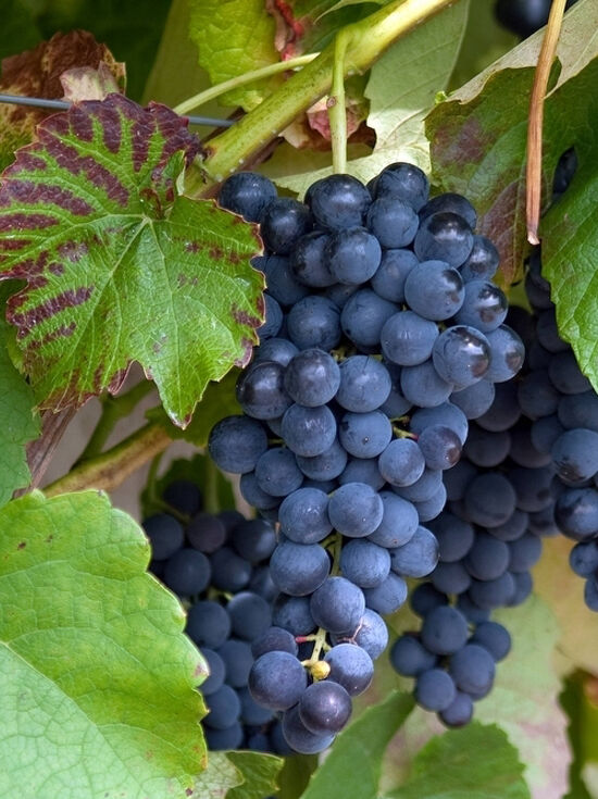 Weintraube 'Venus' / Vitis 'Venus' kaufen