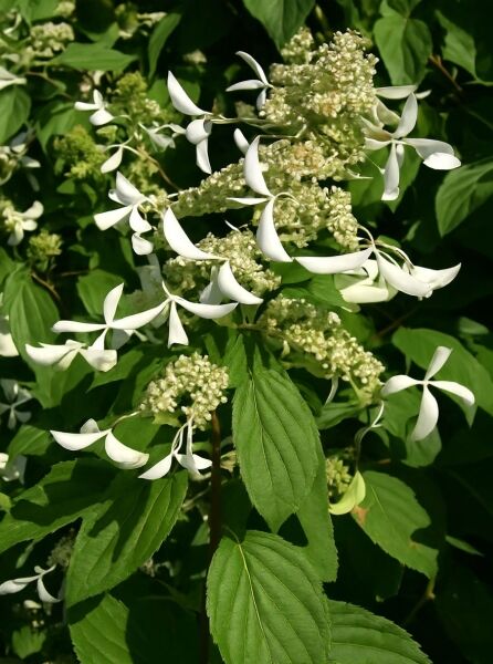 Rispen-Hortensie 'Great Star'®' kaufen