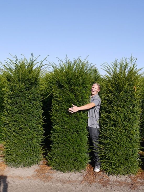 Gewöhnliche Eibe / Heimische Eibe / Taxus baccata kaufen