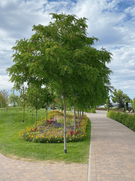 Borstige Robinie 'Rosea' / Robinia hispida 'Rosea' kaufen
