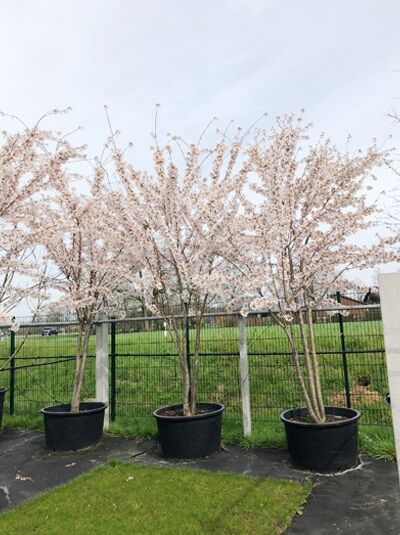 Tokio-Kirsche / Prunus yedoensis günstig kaufen