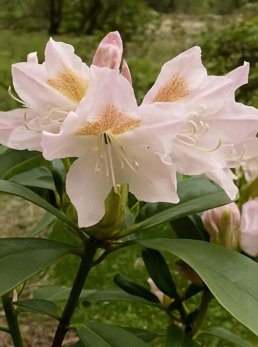 Rhododendron 'Cunningham's Blush' kaufen