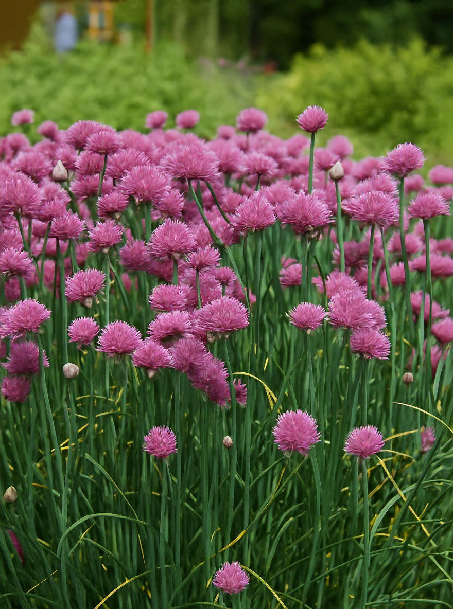 Purpur-Schnitt-Lauch 'Forescate' - Allium schoenoprasum 'Forescate'