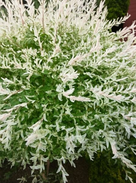 Harlekinweide / Salix integra 'Hakuro-nishiki' kaufen