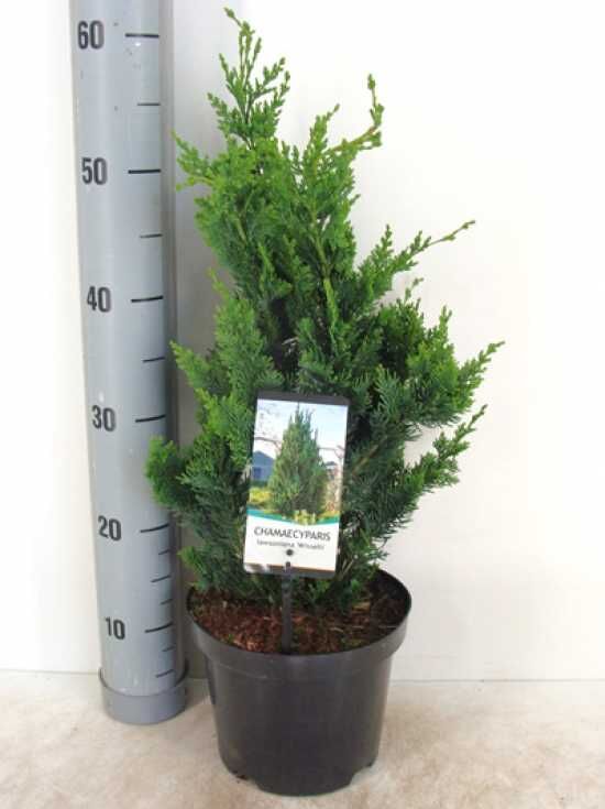 Scheinzypresse 'Wisselii' / Chamaecyparis lawsoniana 'Wisselii'