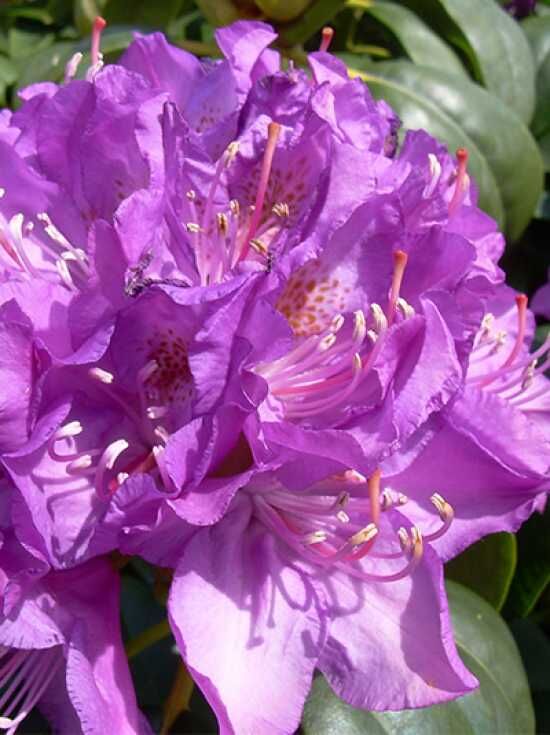 Rhododendron Hybride 'INKARHO Purpureum Elegans' kaufen
