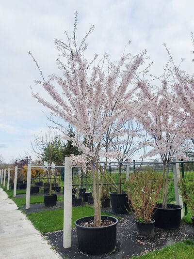 Tokyo-Kirsche / Prunus yedoensis 400-450 cm Schirmform (546763)