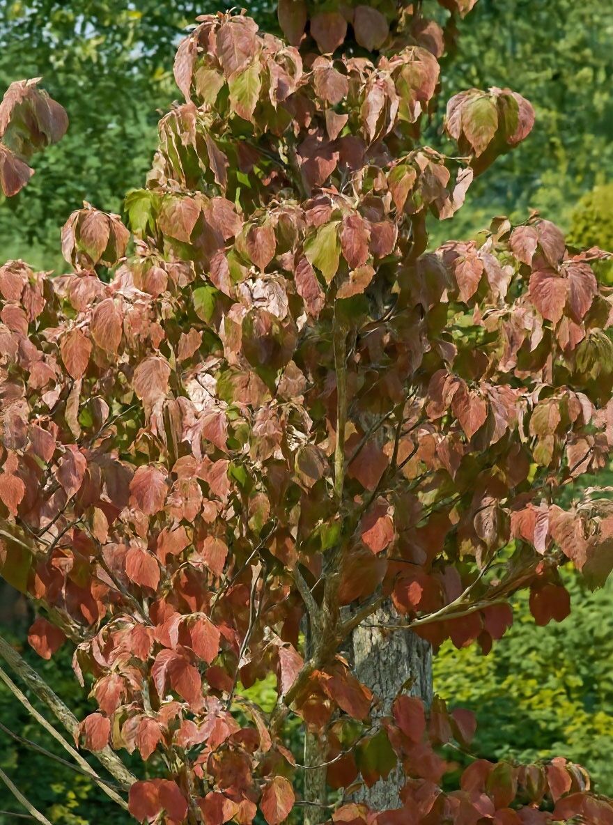 Cornus Florida Blatt