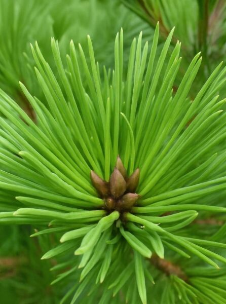Japanische Zwerg-Schwarzkiefer 'Banshosho' kaufen