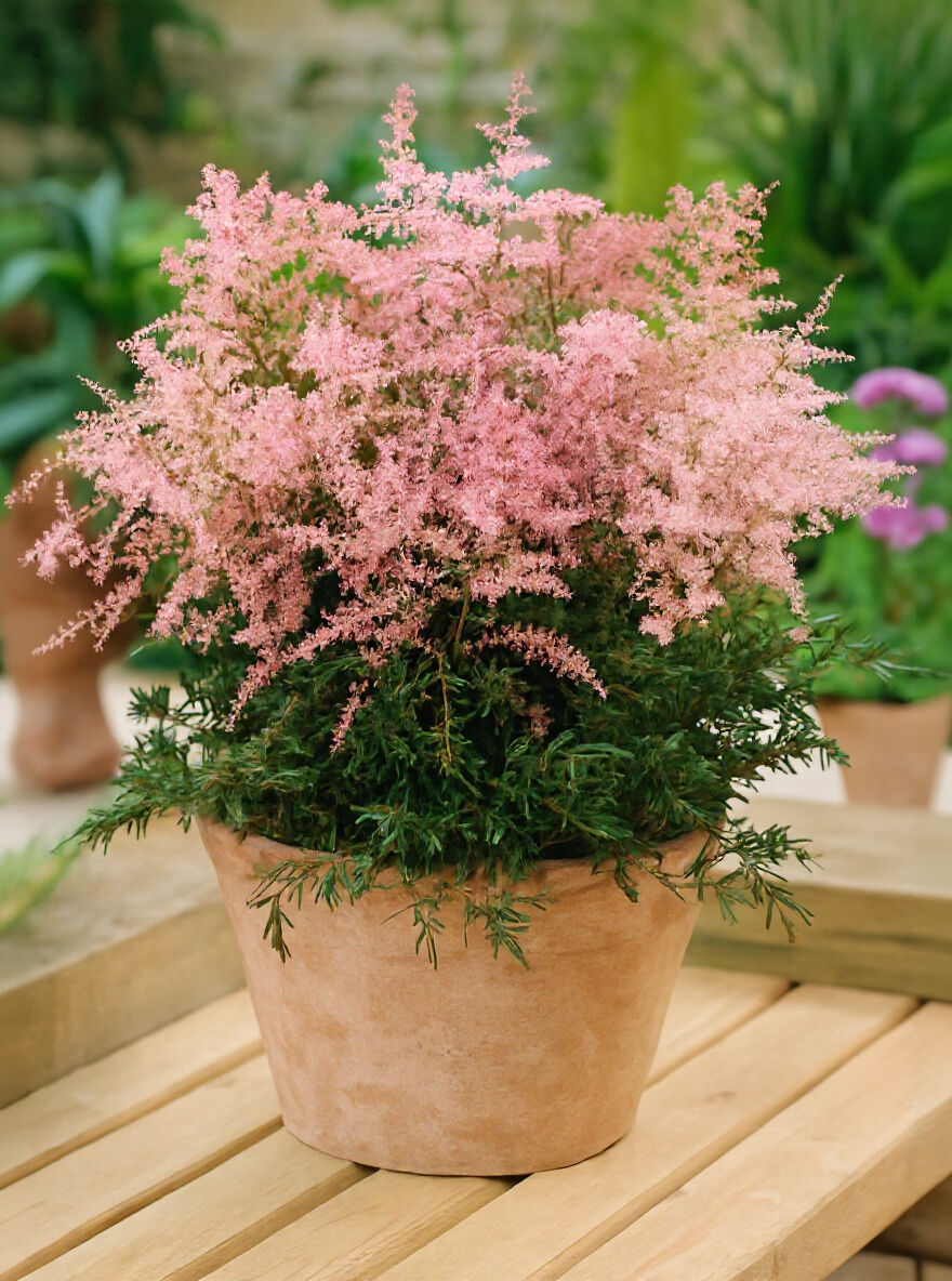 Krause Astilbe / Astilbe 'Sprite' / Astilbe 'Sprite' kaufen