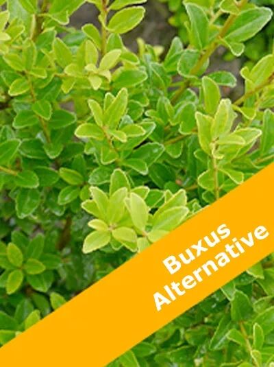 Kleinlaubige Japan-Hülse 'Impala'® / Ilex 'Impala'® kaufen