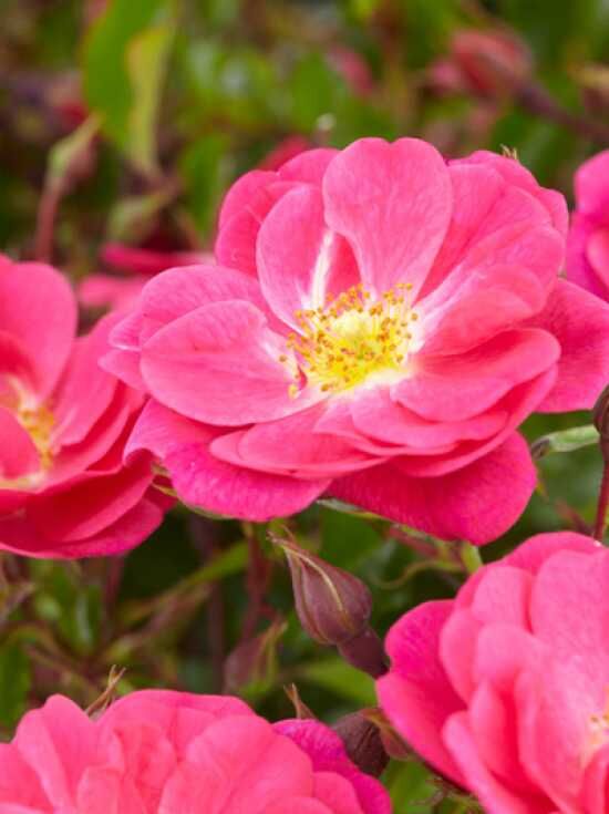 Bodendeckerrose 'Neon' / Rosa 'Neon ®' kaufen