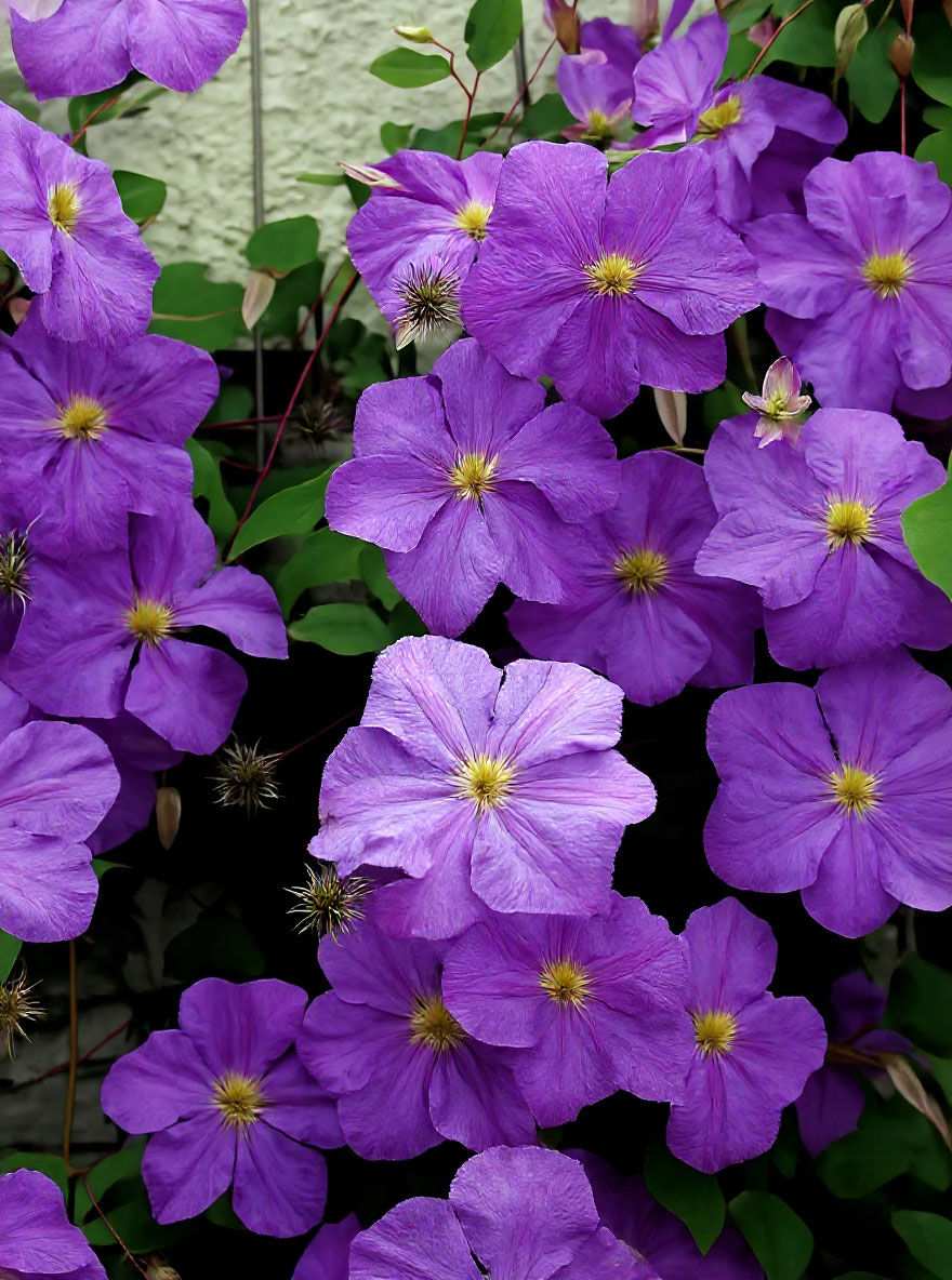 Waldrebe 'Victoria' / Clematis 'Victoria' kaufen