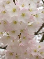 Tokio-Kirsche / Prunus yedoensis kaufen