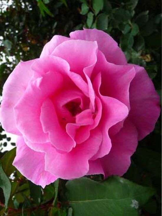 Edelrose 'The McCartney Rose' / Rosa 'The McCartney Rose ®' kaufen