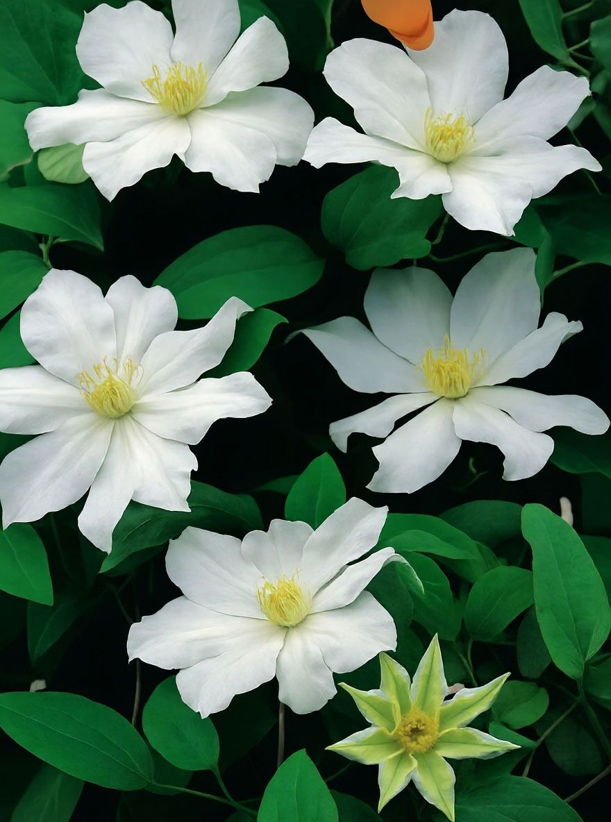 Waldrebe 'Toki' / Clematis 'Toki' kaufen