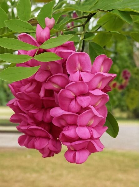 Borstige Robinie 'Rosea' / Robinia hispida 'Rosea' kaufen