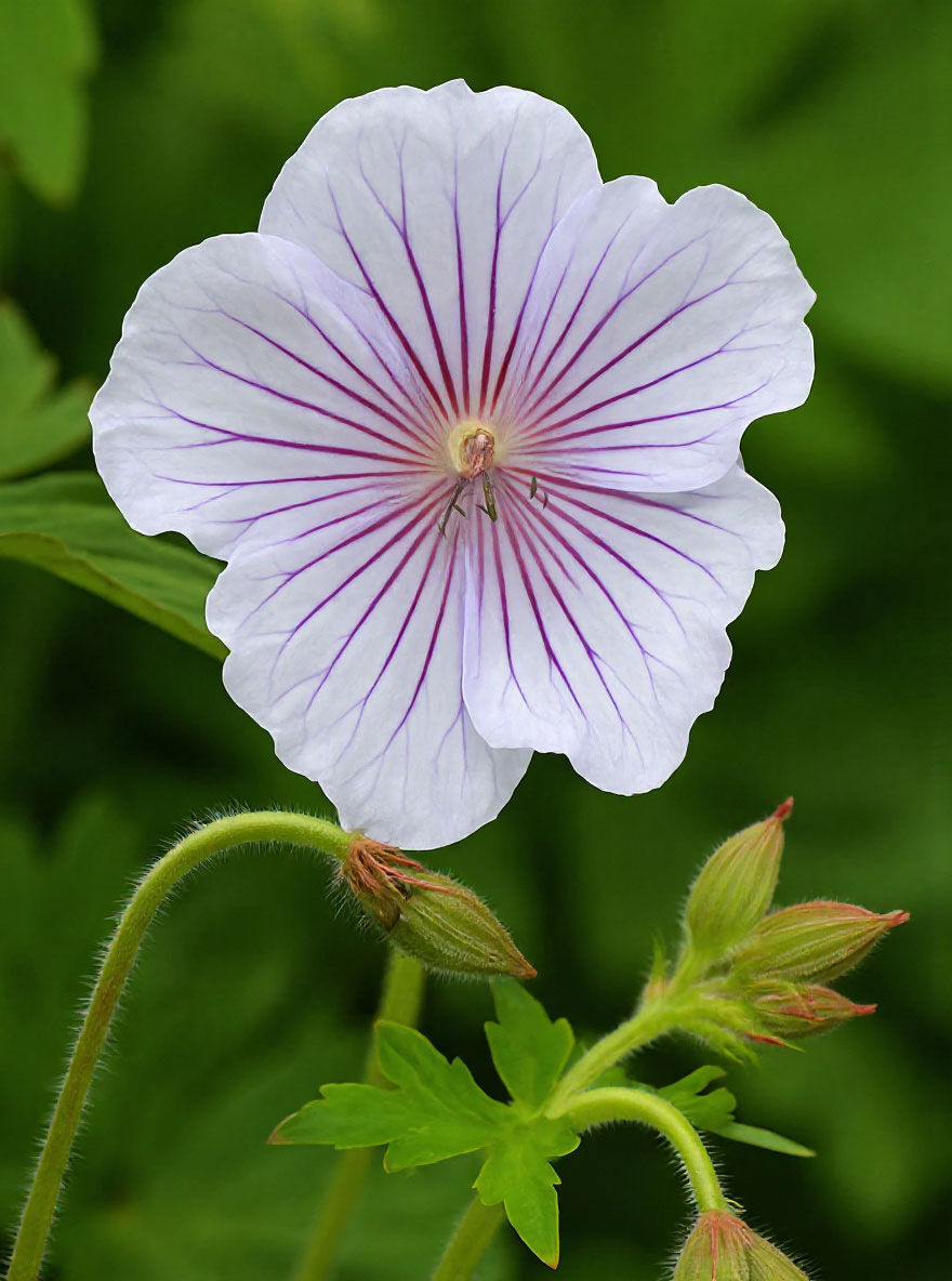 Himalaya-Storchschnabel 'Derrick Cook'