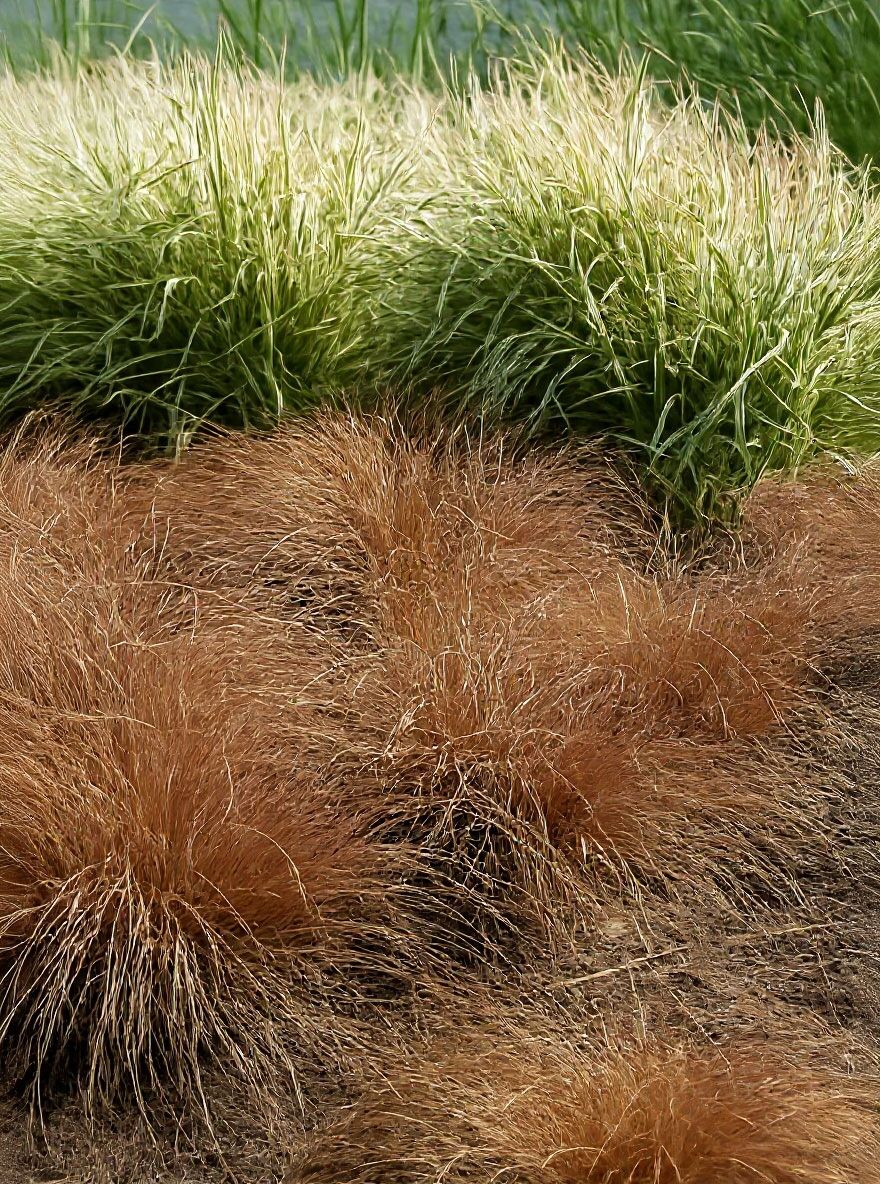Neuseeland-Segge 'Bronze' / Carex comans 'Bronze' kaufen