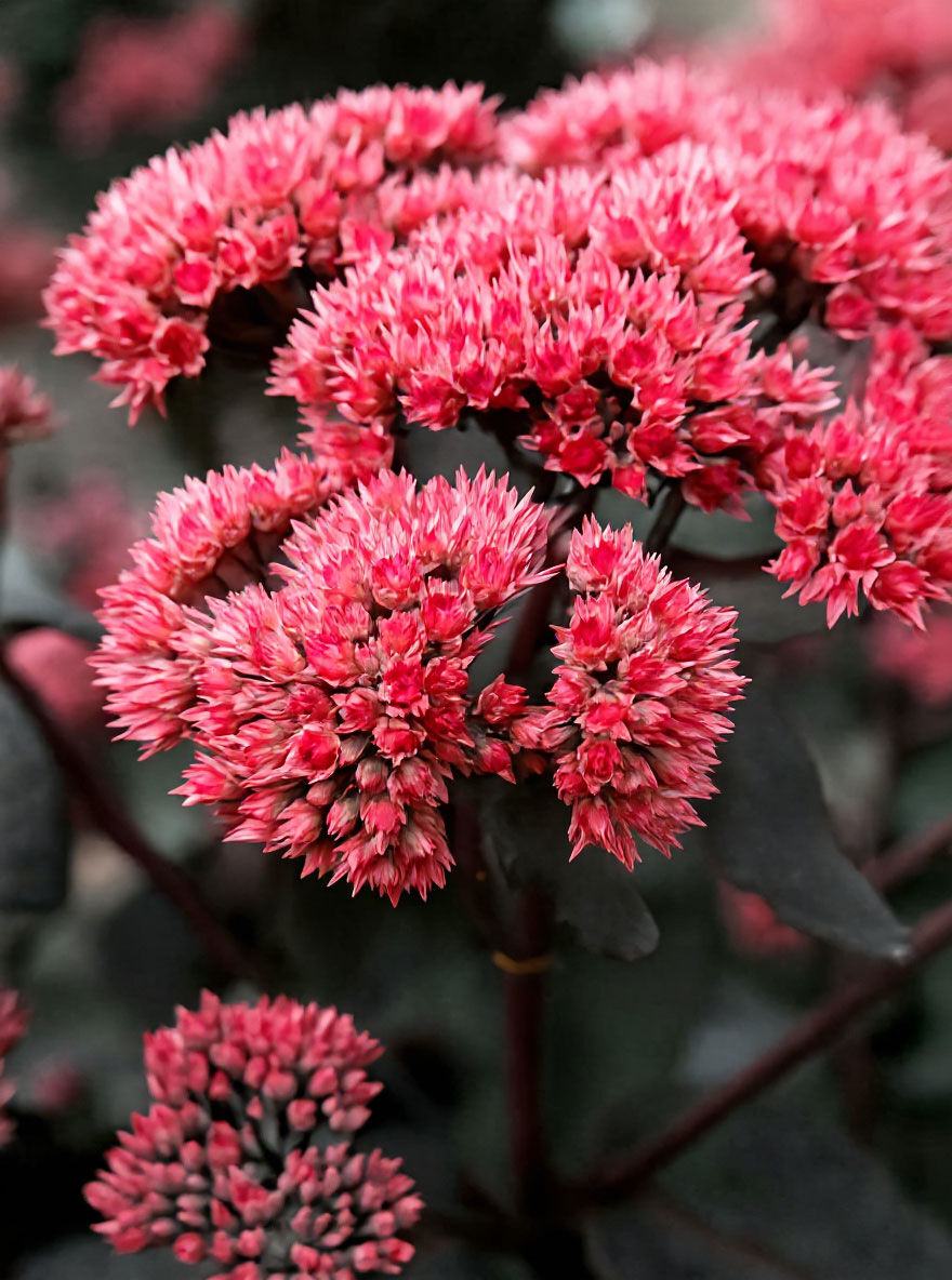 Fettblatt 'Jose Aubergine' - Sedum 'Jose Aubergine' - Baumschule NewGarden
